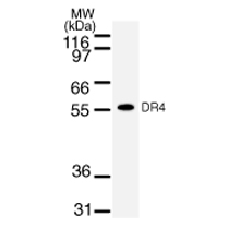 DR4 antibody (mAb) (Clone 32A1380) | Proteintech