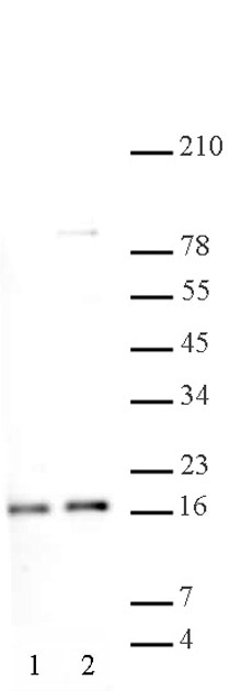 Histone H2A, acidic patch antibody (pAb) | Proteintech