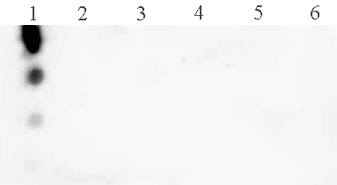Histone H3T3ph antibody (pAb) | Proteintech