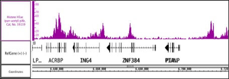 Histone H3ac (pan-acetyl) antibody (pAb) | Proteintech