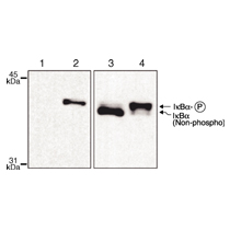 IkBa phospho Ser32,36 antibody (mAb) (Clone 39A1431) | Proteintech