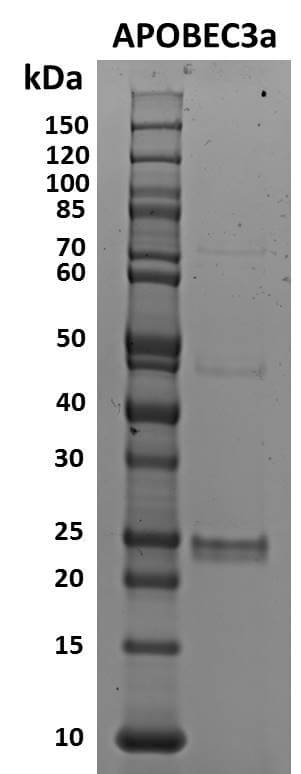 Recombinant APOBEC3A (A3A) protein | Proteintech