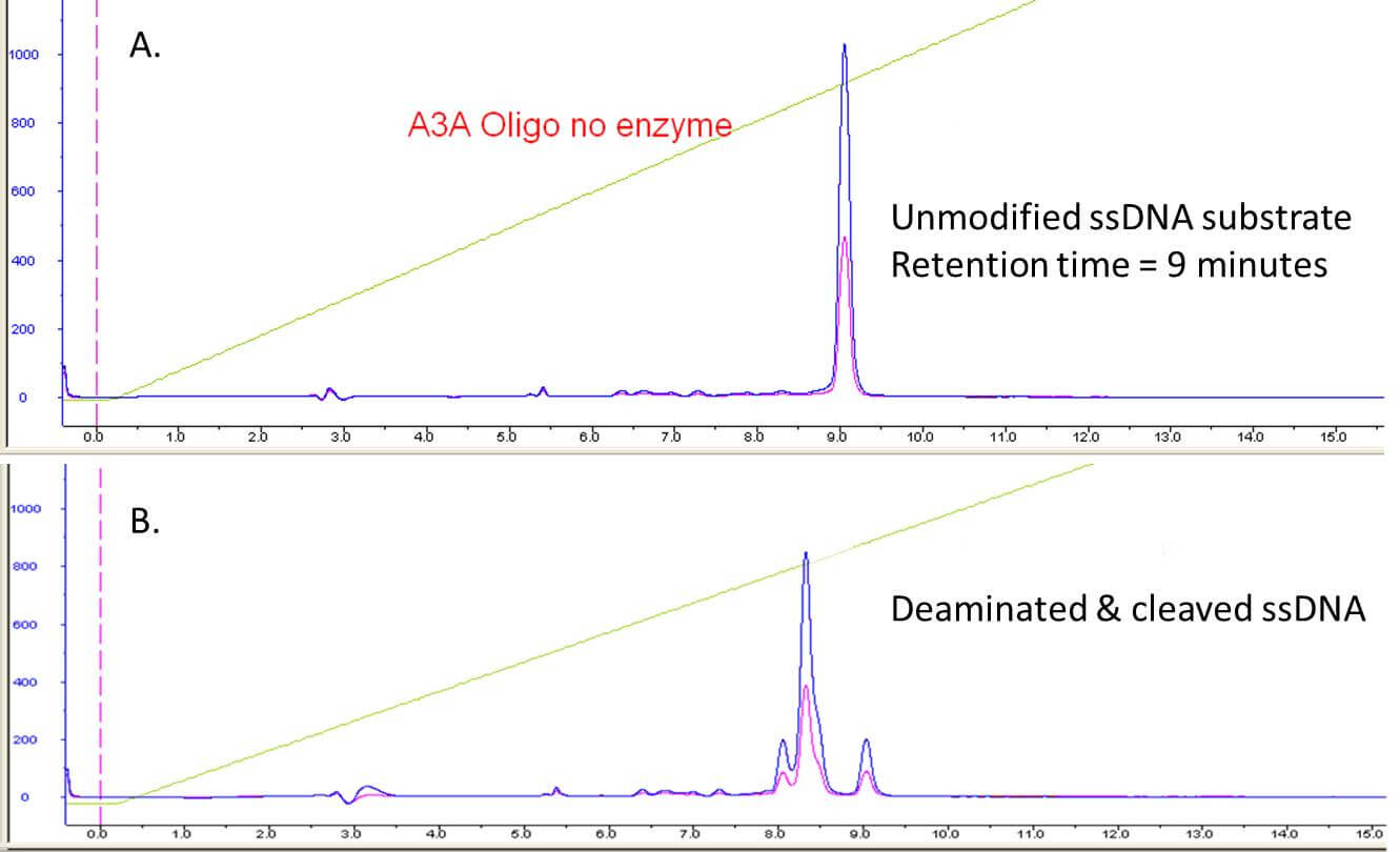 Recombinant APOBEC3A (A3A) protein | Proteintech
