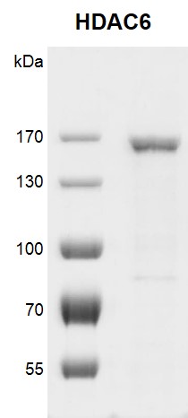 Recombinant HDAC6 protein | Proteintech
