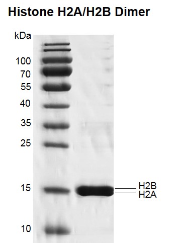 Recombinant Histone H2A/H2B dimer | Proteintech
