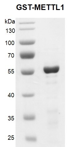 Recombinant METTL1 protein, GST-Tag | Proteintech