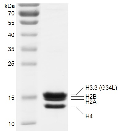 Recombinant Polynucleosomes H3.3 (G34L) | Proteintech