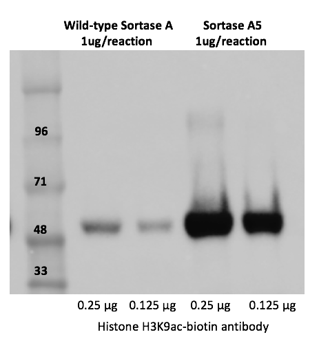 Recombinant Sortase A5 protein | Proteintech