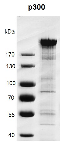 Recombinant p300 protein | Proteintech