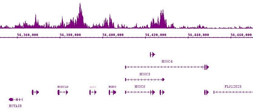 Suz12 antibody (pAb) | Proteintech